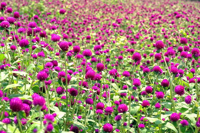 HOA BÁCH NHẬT (CÚC PHA LÊ) - Lemon7 ADS