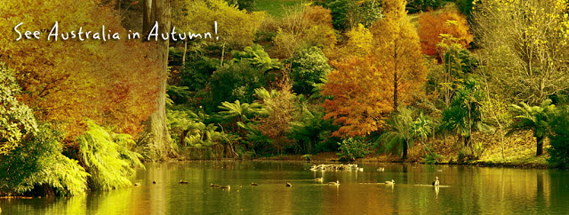 MÙA THU HUYỀN ẢO NƯỚC ÚC - Lemon7 ADS